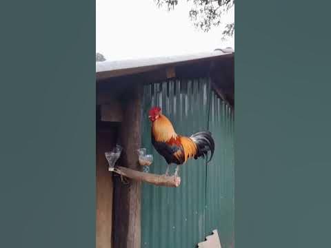 suab qaib dib mos qua zoo heev - YouTube