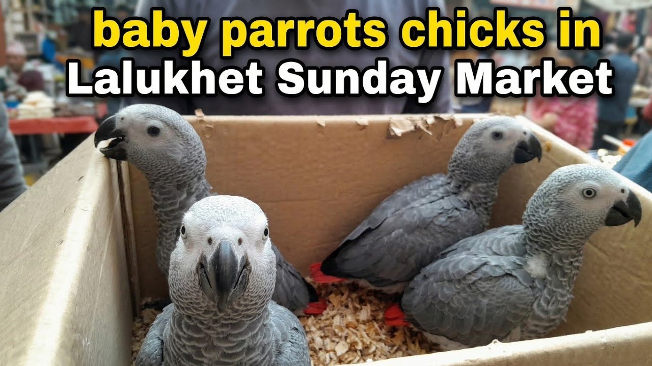 Grey Parrots Baby Price 2024 | Lalukhet Sunday Birds Market: RAW ...