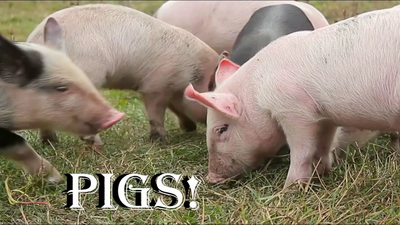 Discover the Amazing Intelligence of Pigs! - YouTube