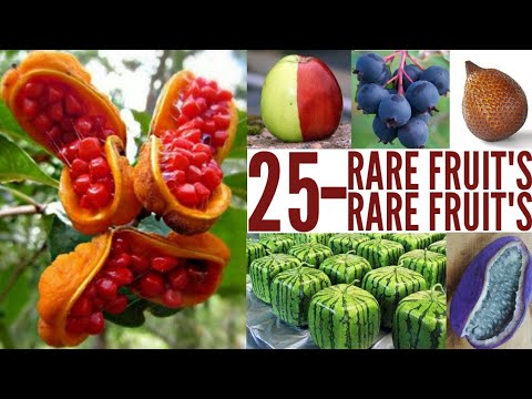25 Types Of Rare Fruits / Rare Fruits Varity / Variety Of Fruits ...