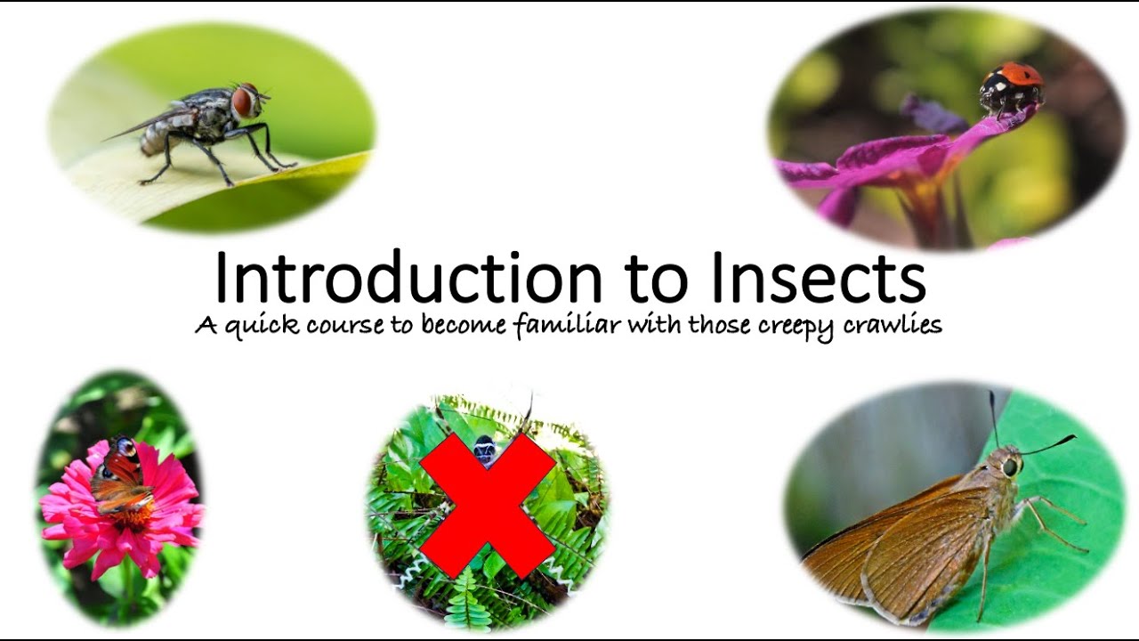 Introduction To Insects - Those hidden Creepy Crawlies - YouTube