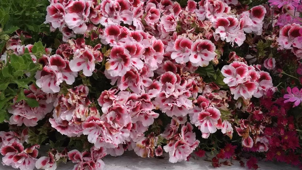 Lulet e Melisës - YouTube