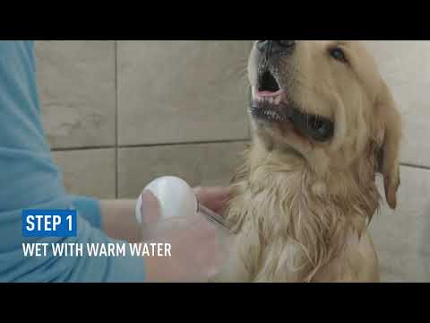 Does Adams Flea And Tick Shampoo Kill Fleas Between Shampoos