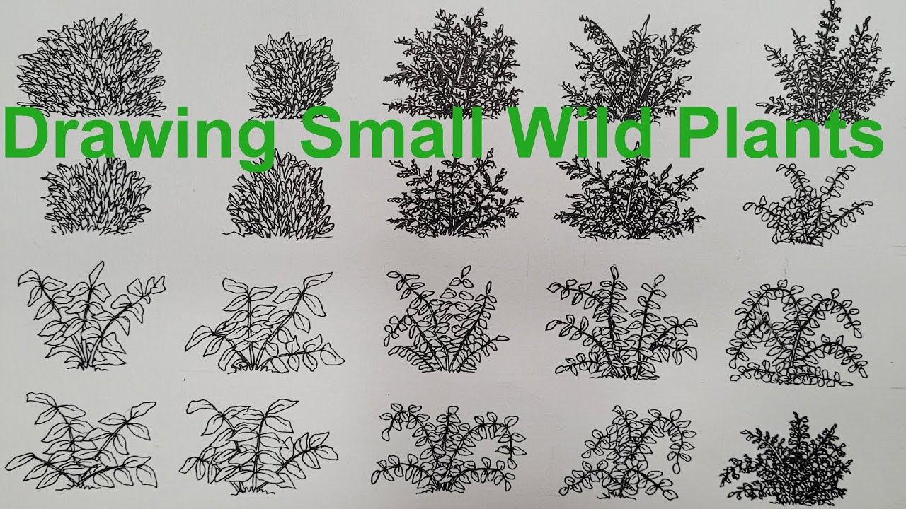 How to Draw Small Wild Plants and Shrubs in Pen and Ink | Easy Drawing ...