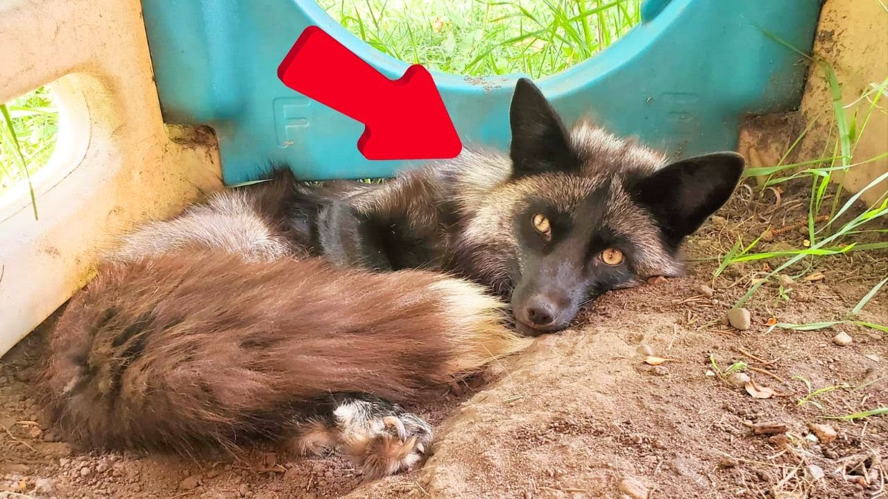 Silver Fox Rescued from Life of Cruelty Finds Freedom and a Friend ...