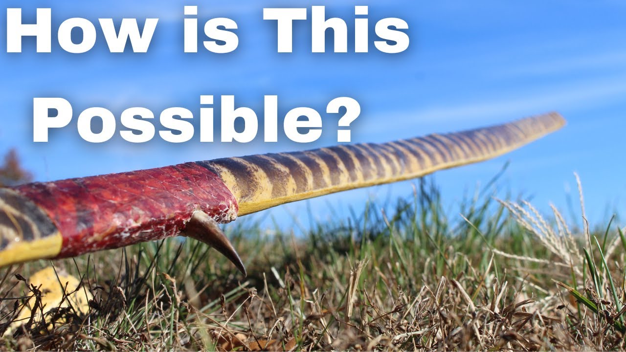 Building a Bow Like You've NEVER Seen - YouTube