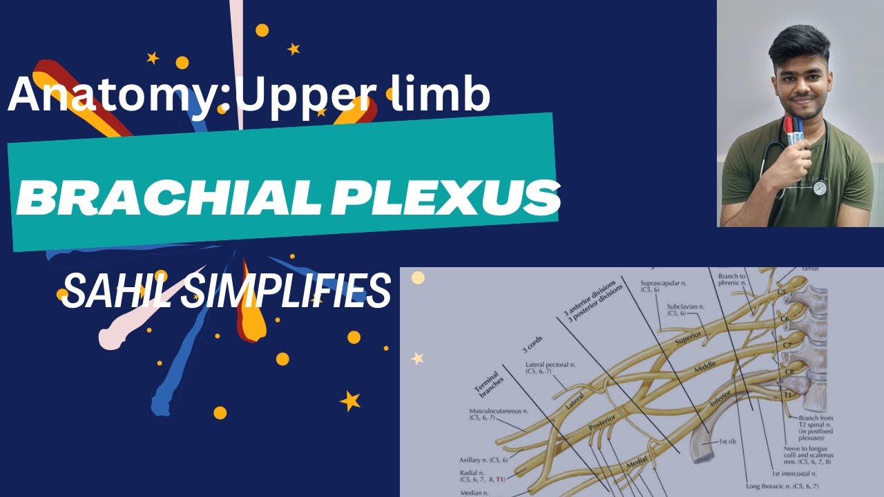 ANATOMY: Upper Limb: Brachial Plexus Part:1 - YouTube