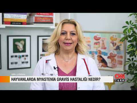 İŞİN UZMANI / MYASTENIA GRAVIS HASTALIĞI -  VETERİNER HEKİM HANDE MUTLU
