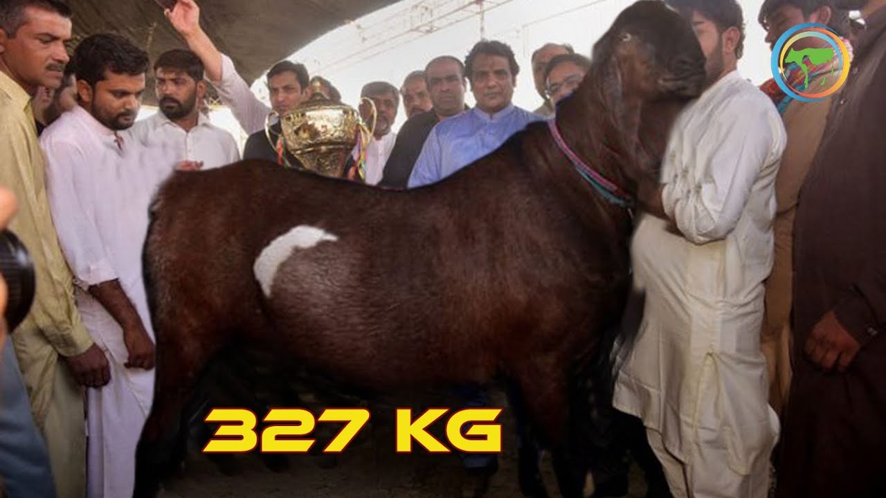 Rekor Dunia Baru Kambing Terberat di Dunia 327 Kg Dari Pakistan - YouTube