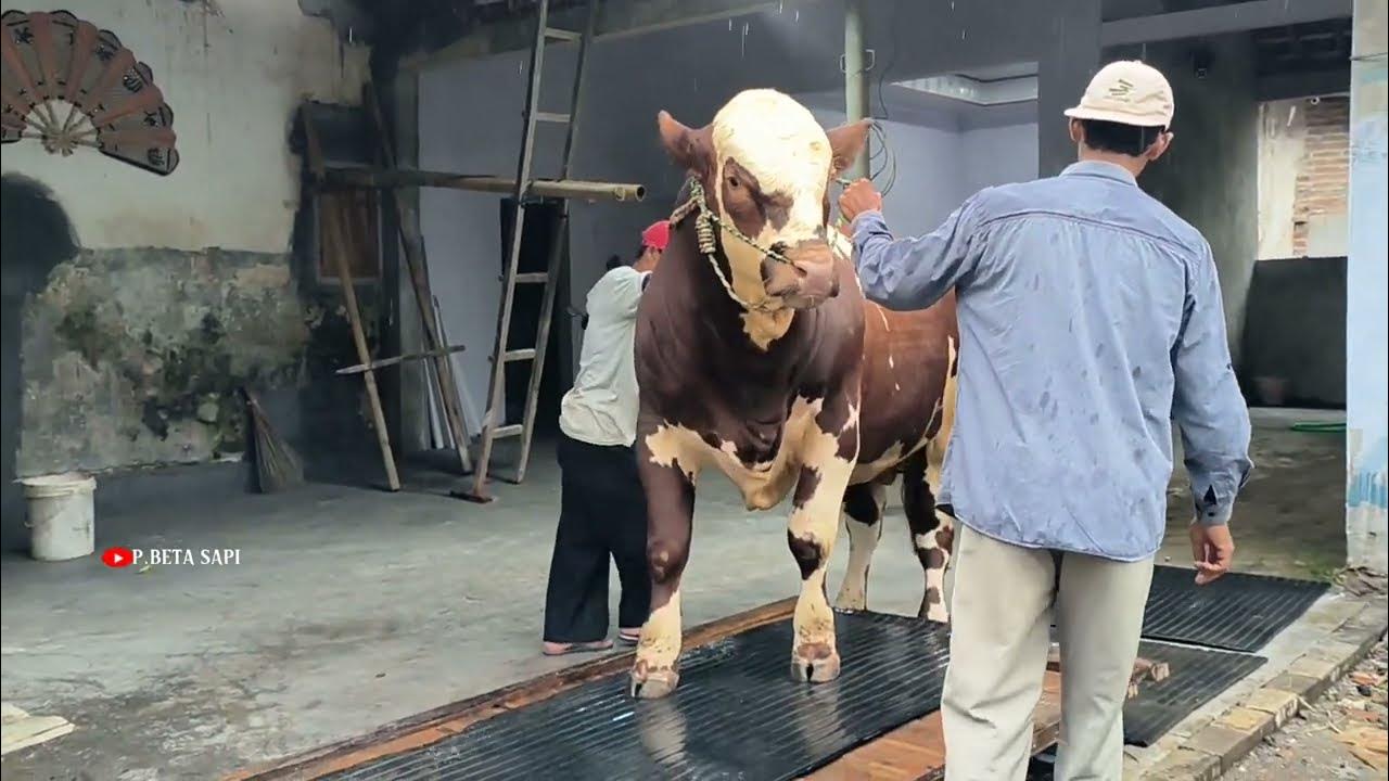 Sapi bakalan SCORPION Potensi jumbo usia 13 bulan - YouTube
