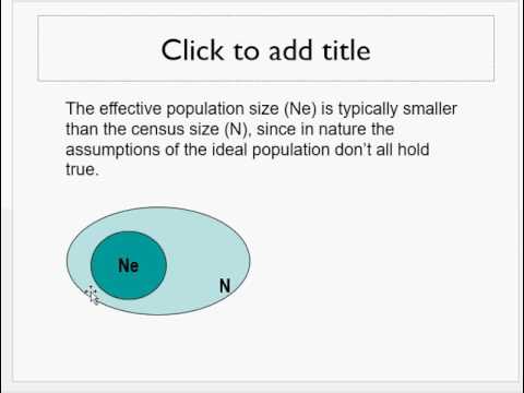 BIOL3468 Conservation Genetics 5 Effective Population Size - YouTube