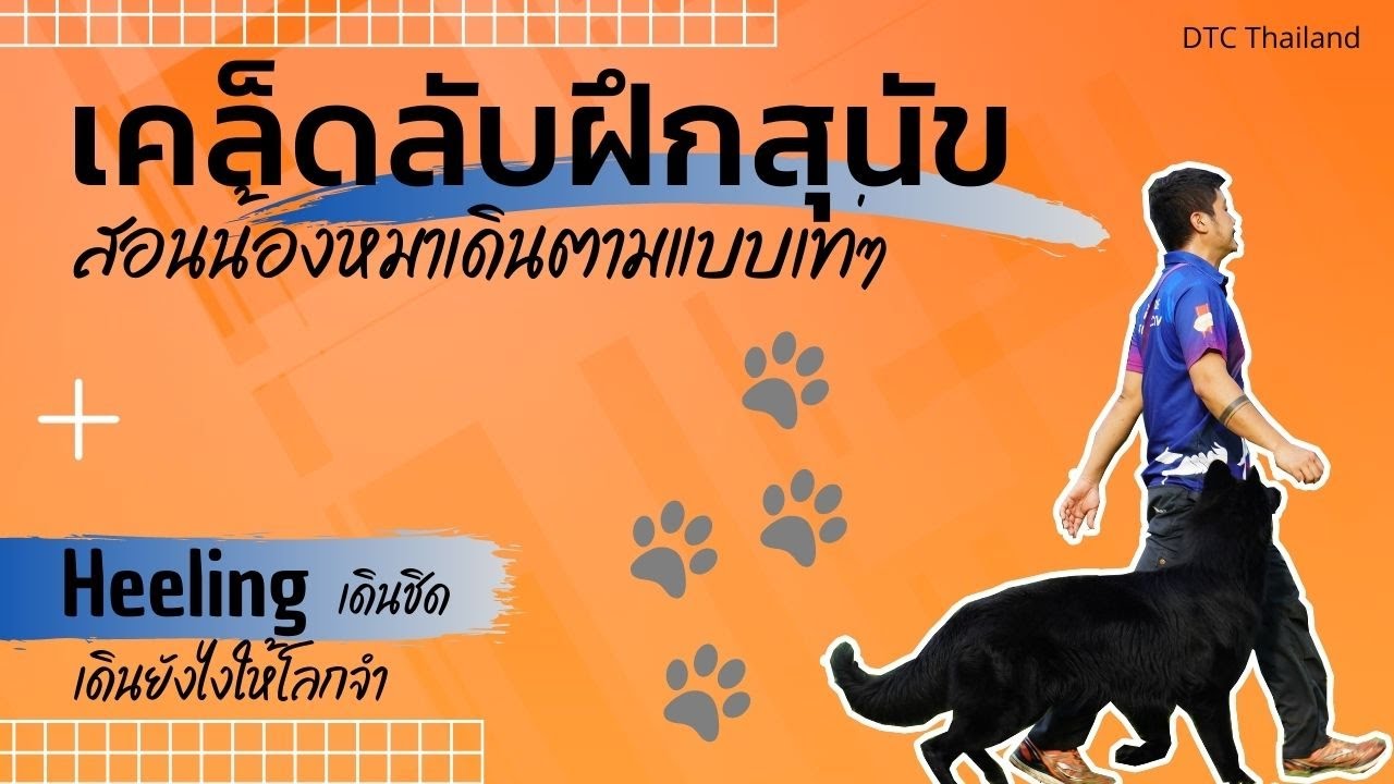 ฝึกสุนัขให้เชื่อฟังคำสั่ง I วิธีฝึกหมาเดินแบบเท่ๆ เทคนิค Heeling ในรูป ...