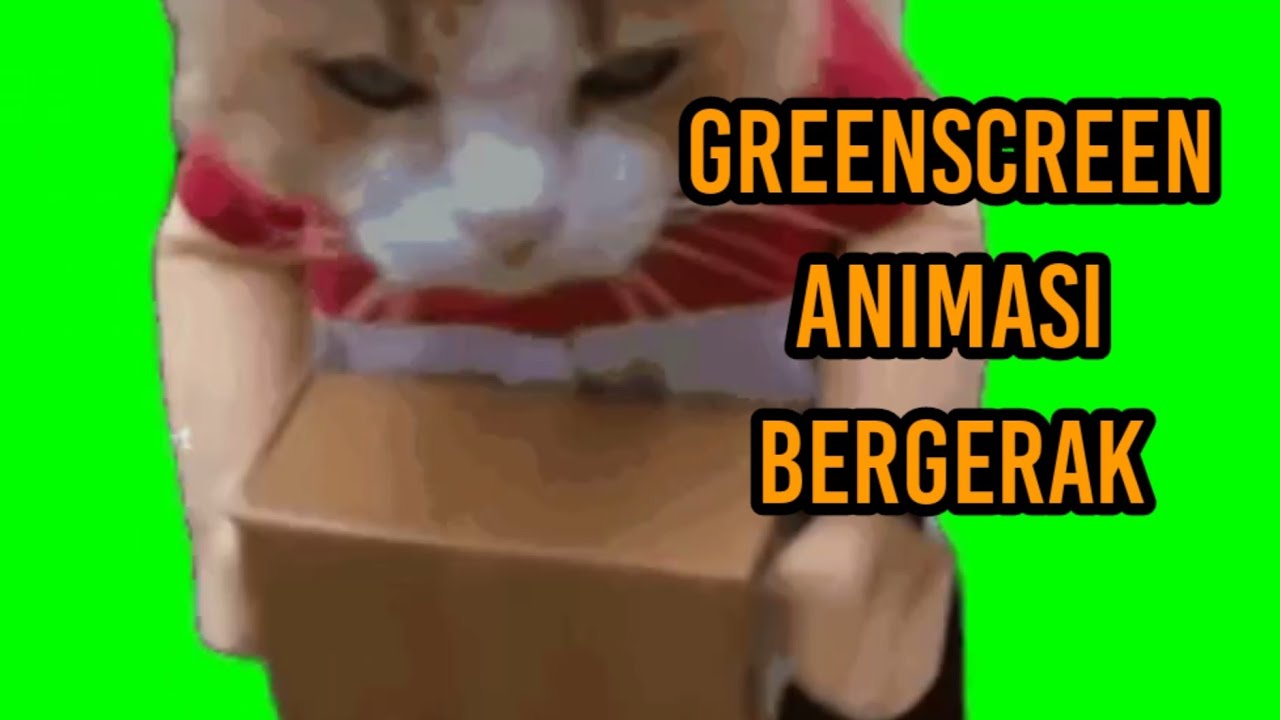 Green screen Kucing Lucu | kucing Lucu Ngantar Paket aduh gemes nya ...