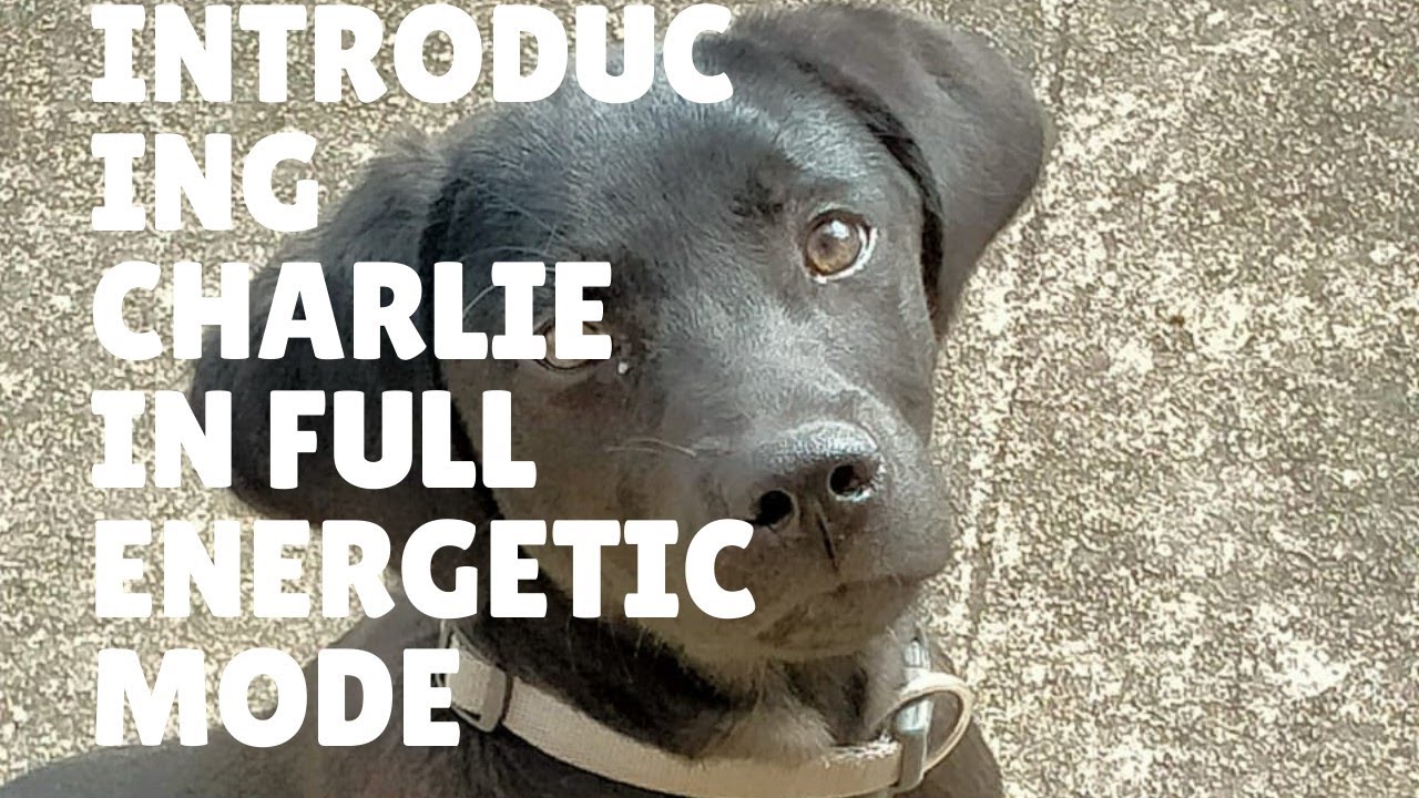 charlie | labordor | energetic mode - YouTube