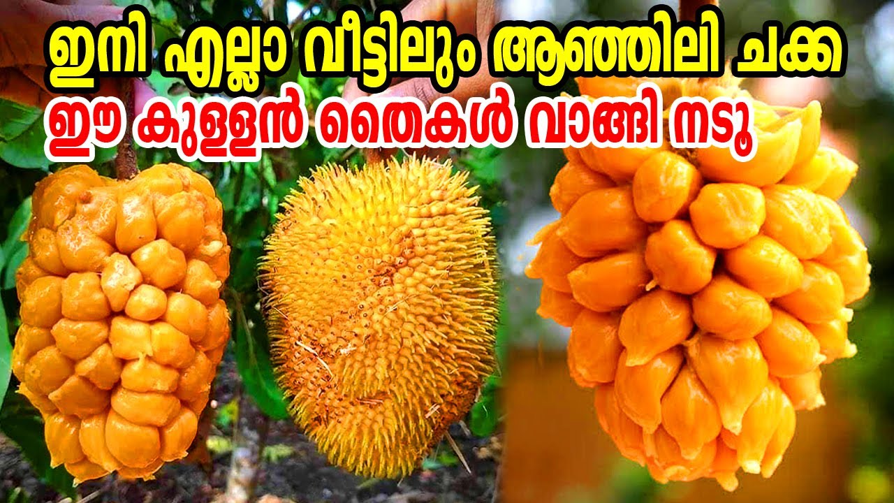ആഞ്ഞിലി ചക്കയുടെ ഈ തൈ നടൂ/Anjili Chakka/Anjili Pazham/Wild Jackfruit ...