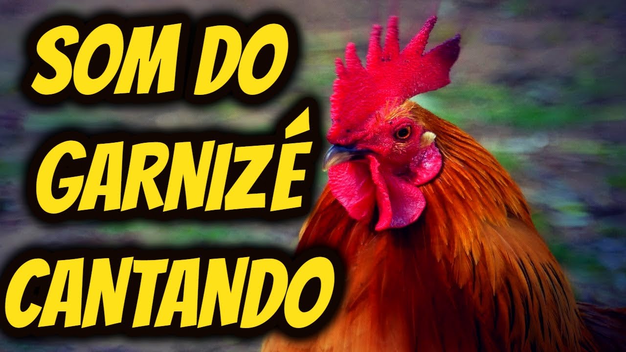 Som natural do galo garnizé Galize. Áudio verdadeiro Garnisé cantando ...