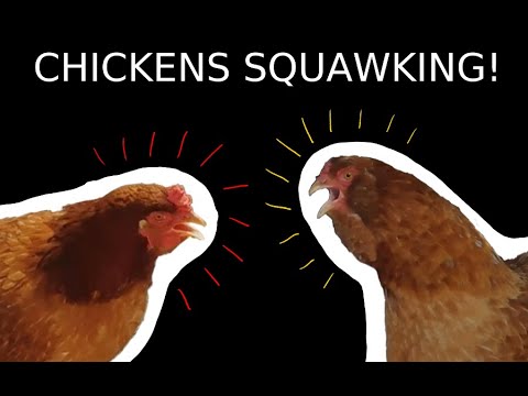 Squawking Chickens! - YouTube