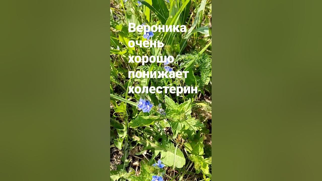 трава от всех болезней - YouTube