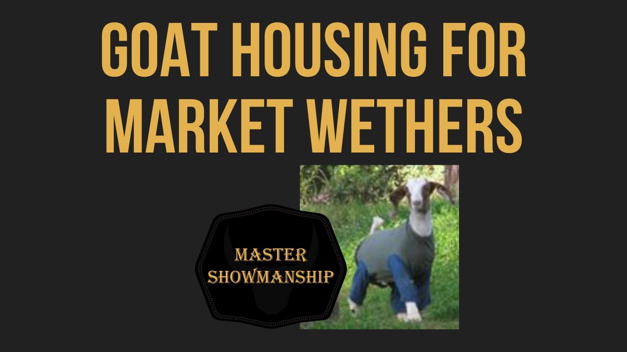 Goat Housing for Market Wethers - YouTube