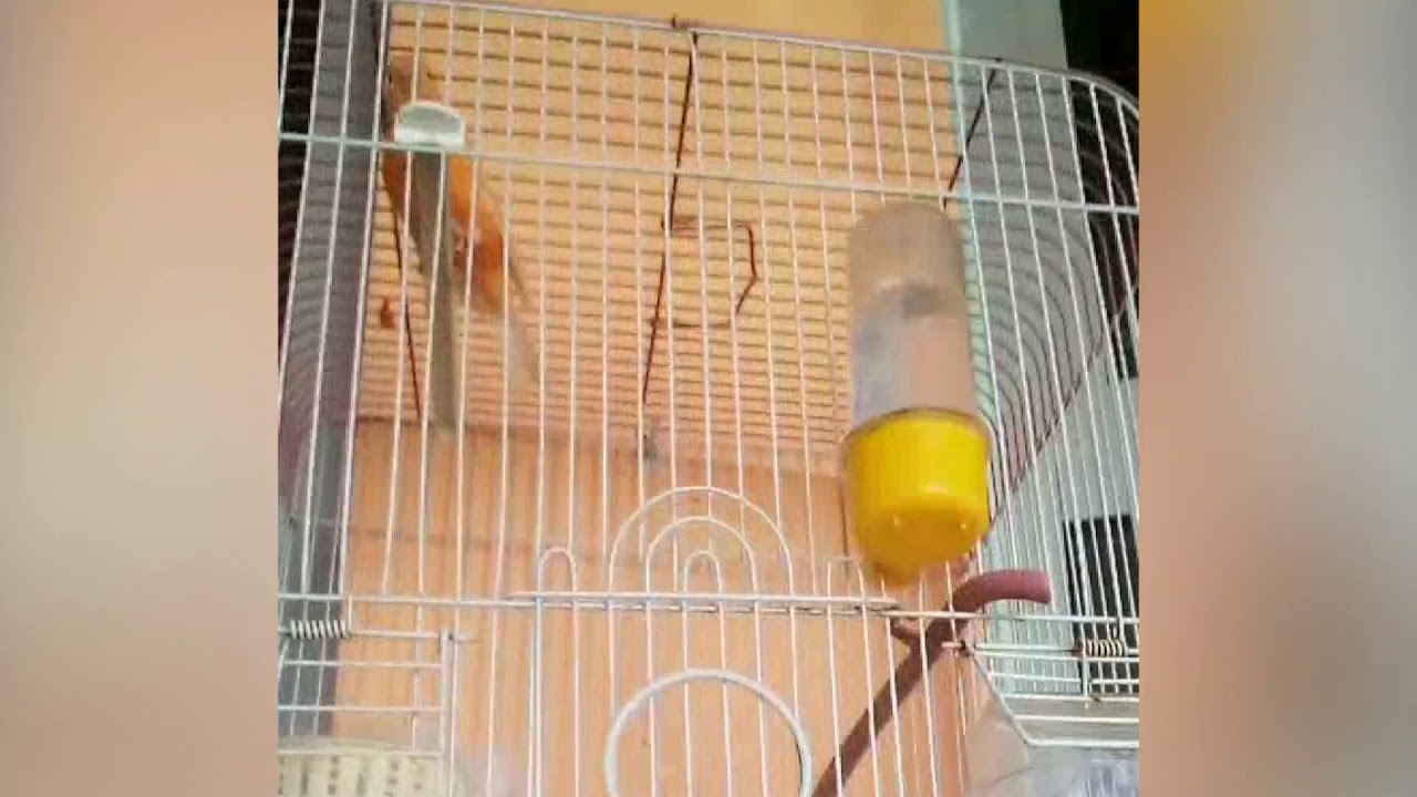 Kanarina kendon per femren qe ngroh vezet - YouTube