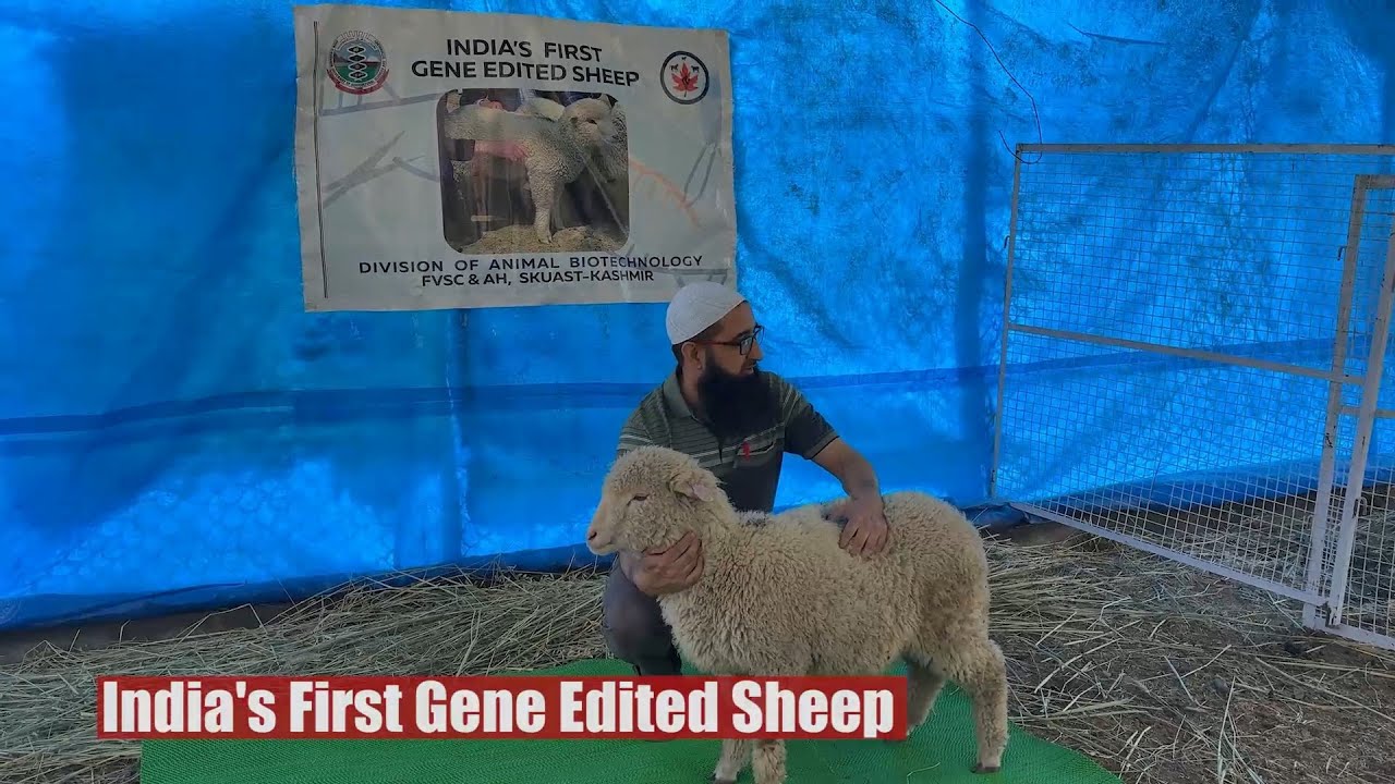 India's First Gene Edited Sheep - YouTube