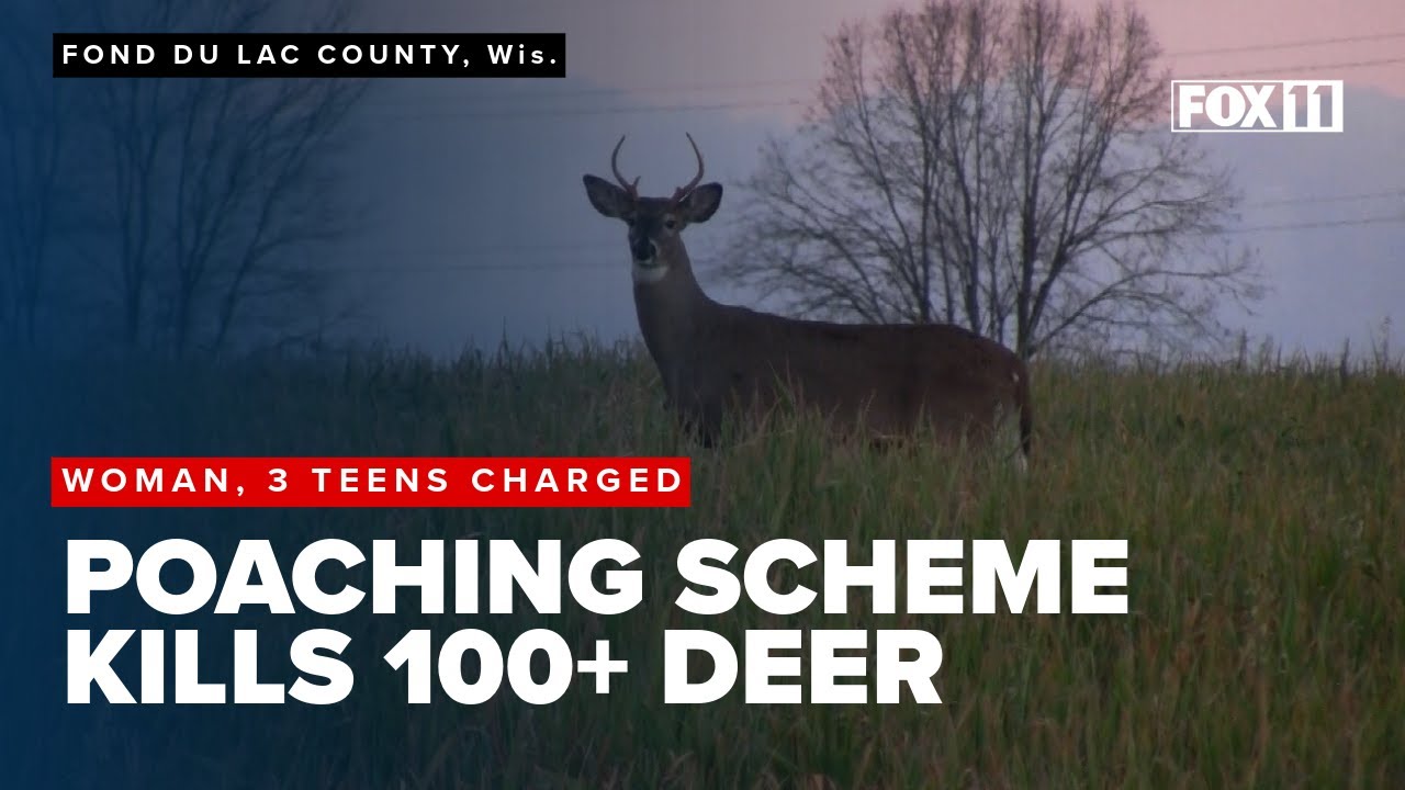 Judge considers plea deal for teen accused in deer poaching scheme ...