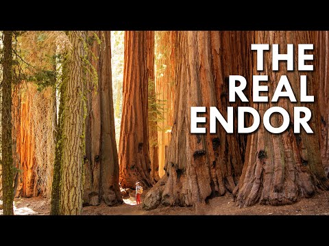 What Is The Scientific Name For A Sequoia Tree