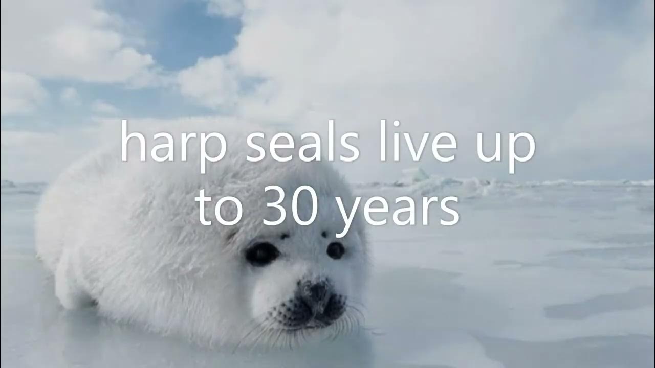 Facts About Harp Seals - YouTube