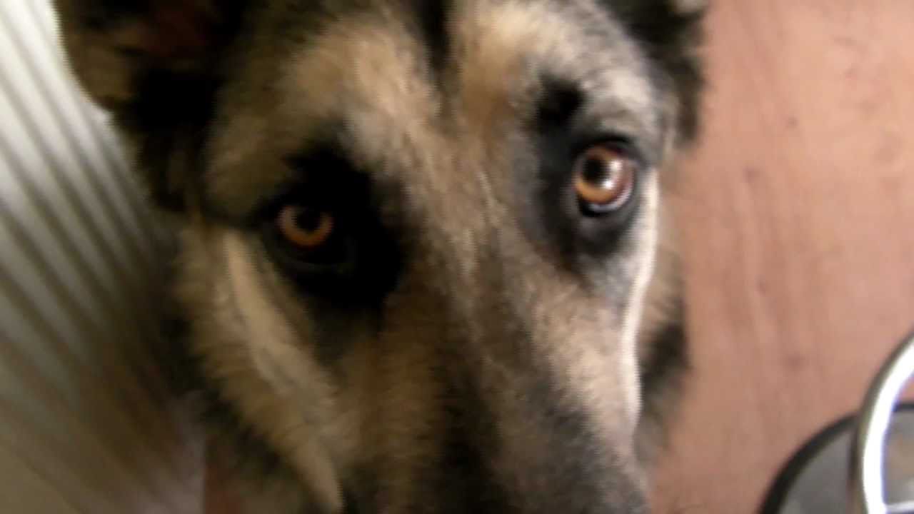 German Shepherd Trying to Talk - YouTube