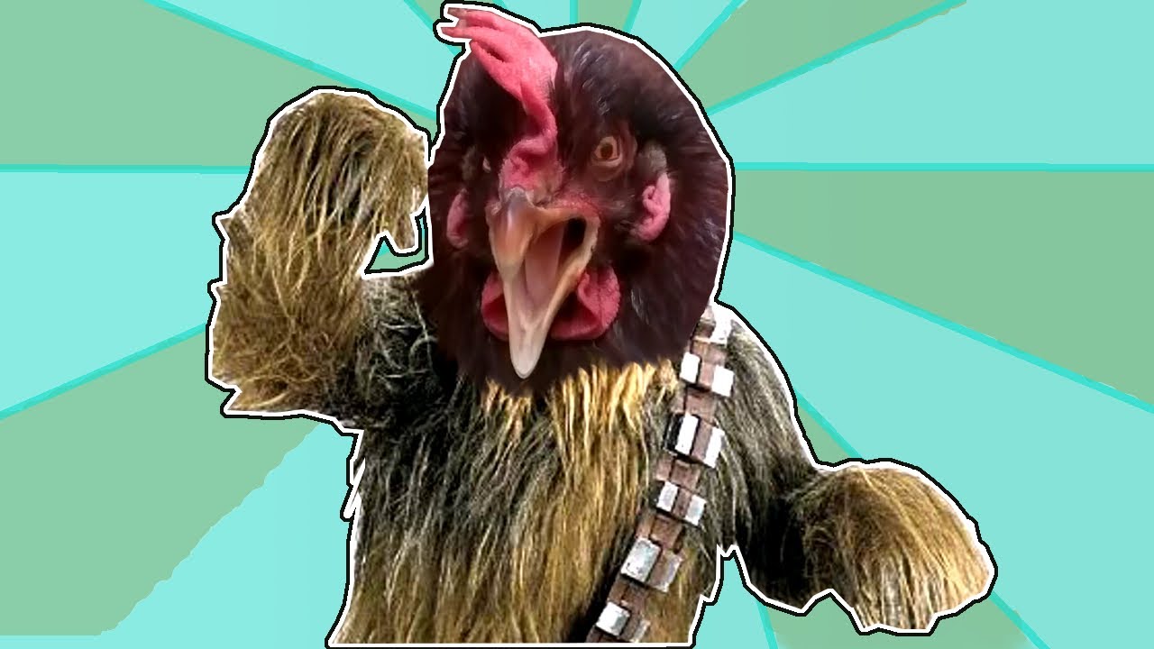 This Broody Chicken Makes Hilarious Chewbacca Sounds From Star Wars Youtube