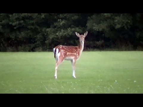 Baby Deer Bouncing Around 🦌 Too Cute! 😂 - YouTube