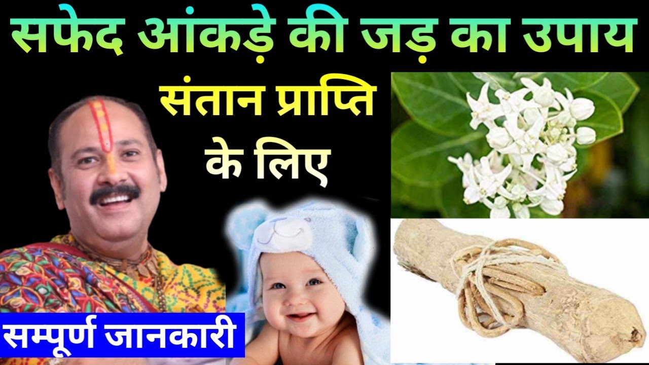 safed aakde ki jad pradeep mishra संतान प्राप्ति का उपाय प्रदीप मिश्रा ...