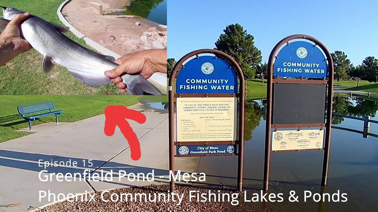 Episode 15 Greenfield Pond - Phoenix Community Fishing Lakes & Ponds ...