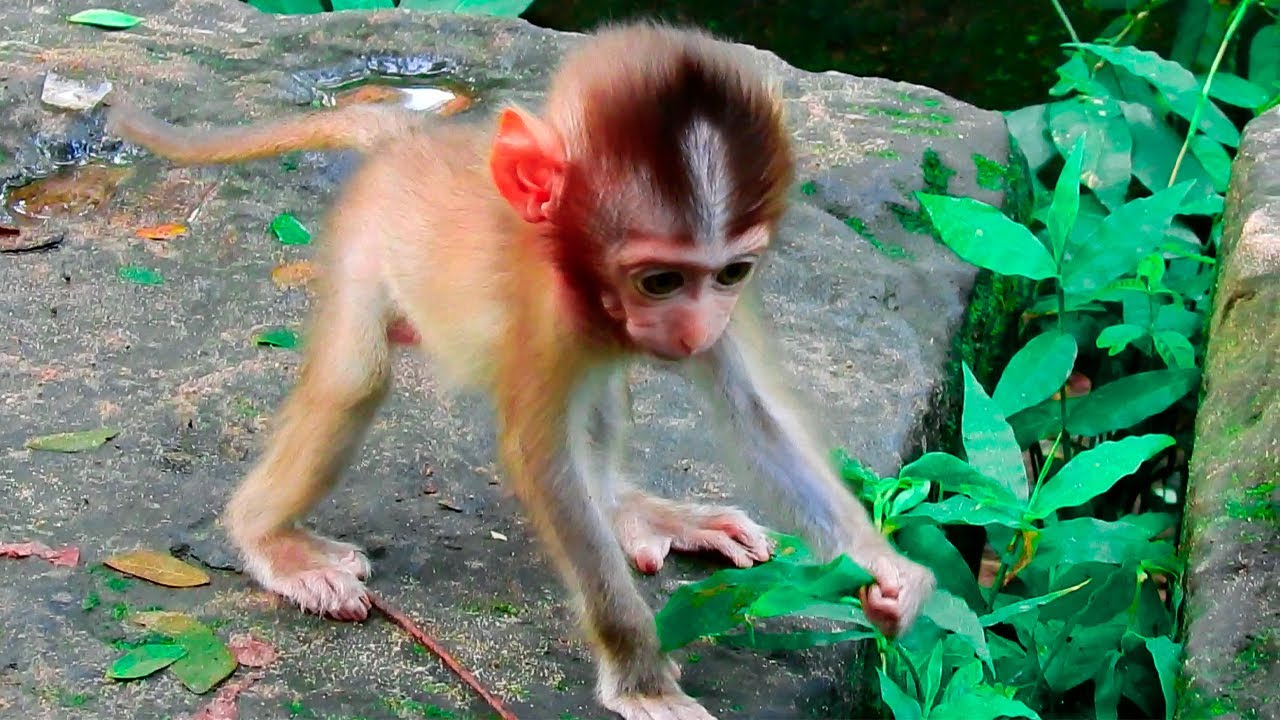 Very cute BB Rainbow playing happily - YouTube