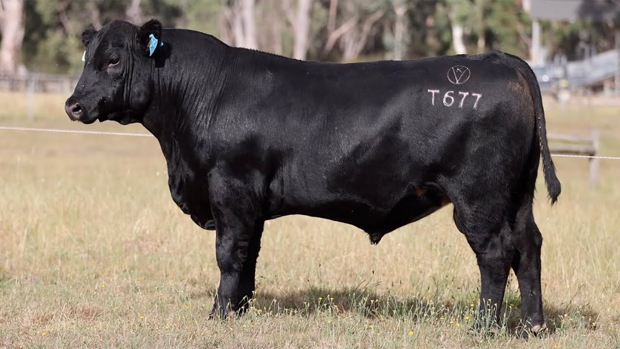 Lot 7 GXN22T677 Kelly Angus 2024 - YouTube