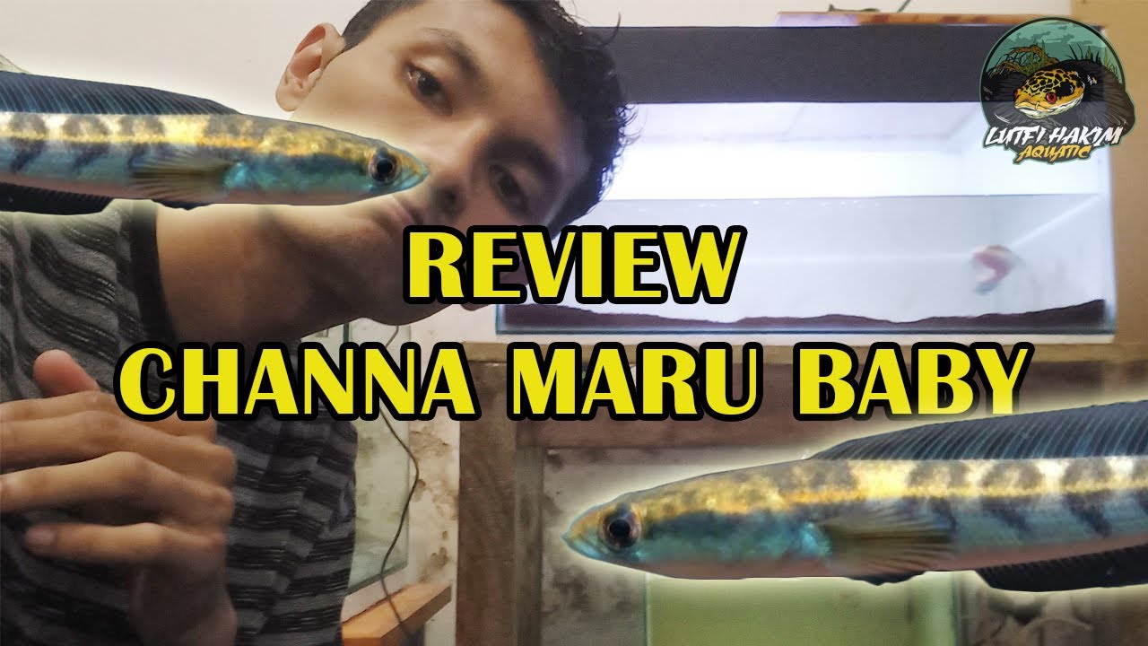 REVIEW BABY CHANNA MARU YELLOW SENTARUM ‼️ - YouTube