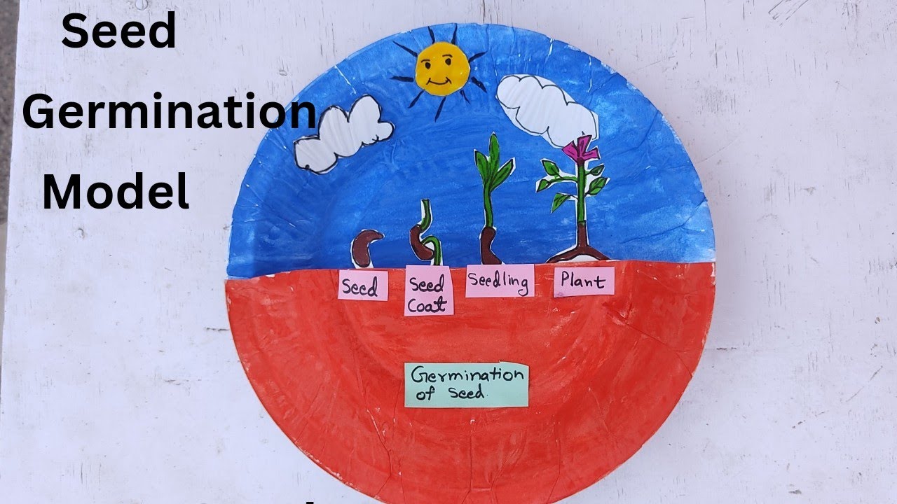Seed Germination School Project / Germination of seed Project Making / Germination of seed model ...