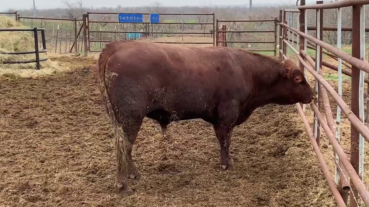 Red Poll Bull, #20704 | Cattle for sale - YouTube