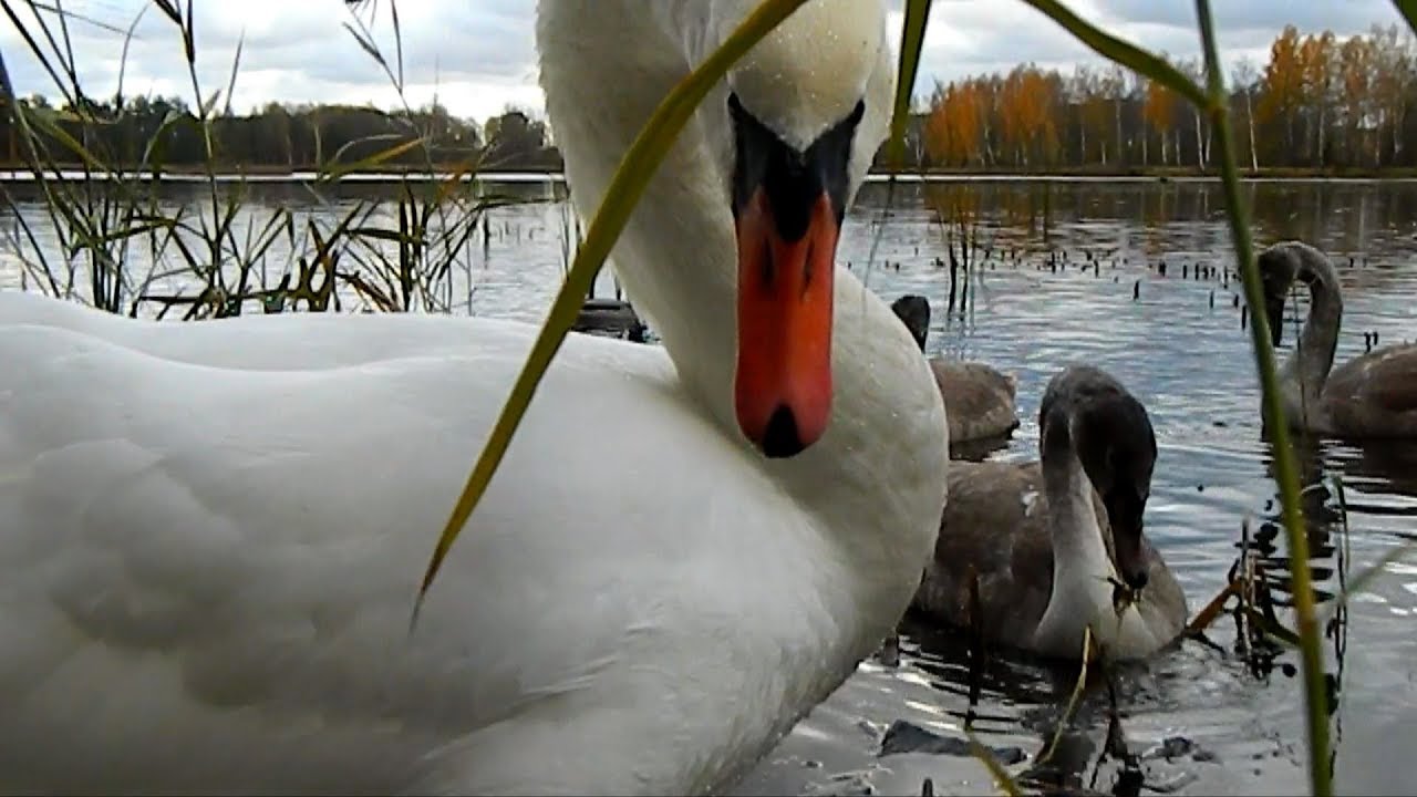 Лебединая семья осенью с девятью выросшими птенцами. Swan family in ...