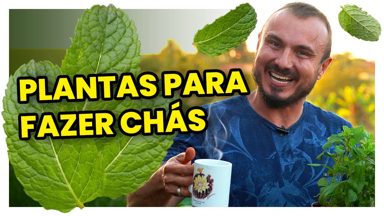 5 plantas para fazer chás naturais | Como cultivar e seus benefícios ...