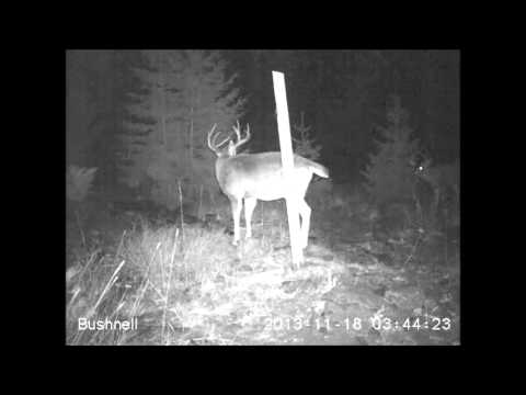 Oregon Blacktail bucks - YouTube