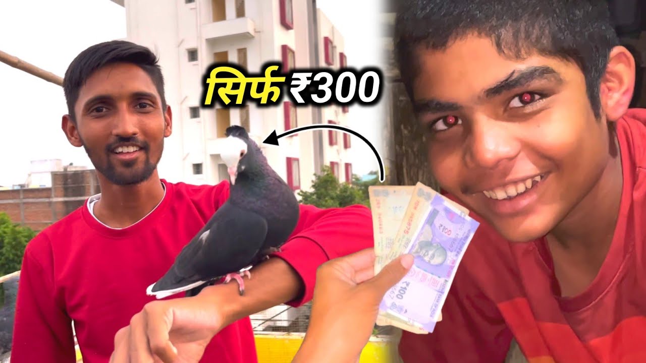 मात्र ₹300 में फैंसी कबूतर ख़रीदा 🕊️ || New Pigeon Purchase Only Rs.300 ...