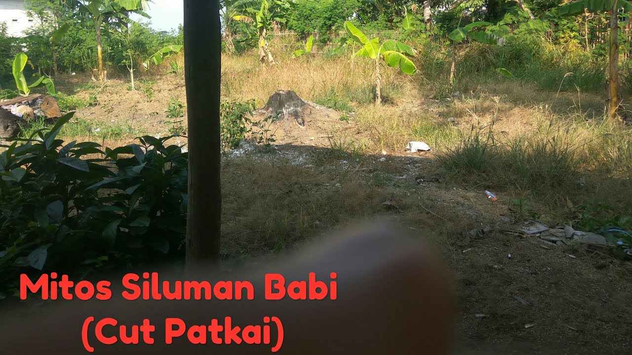 🔴Live || Sarang Kunti & Siluman Babi (Cut Patkai) Pada Sore Hari ini ...