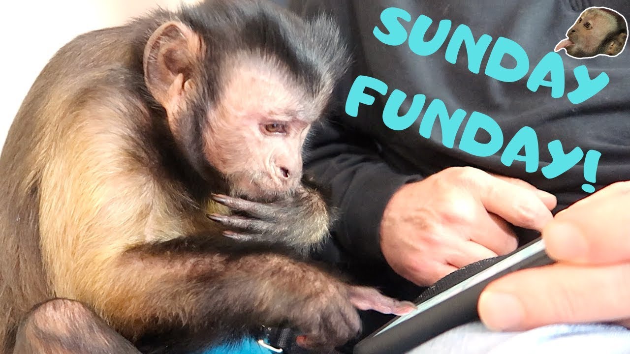 Monkey Sunday FUNDAY! - YouTube