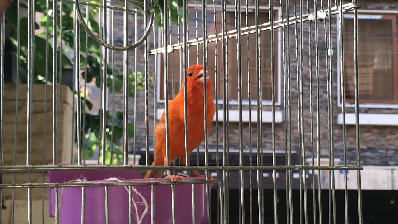 Red Isabel canary singing - YouTube