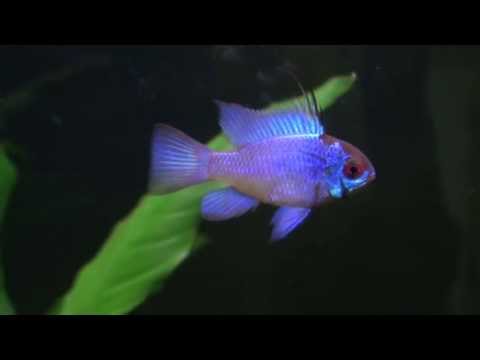 Ram Cichlid: Complete Care Guide (Care, Tank Mates, and Breeding ...