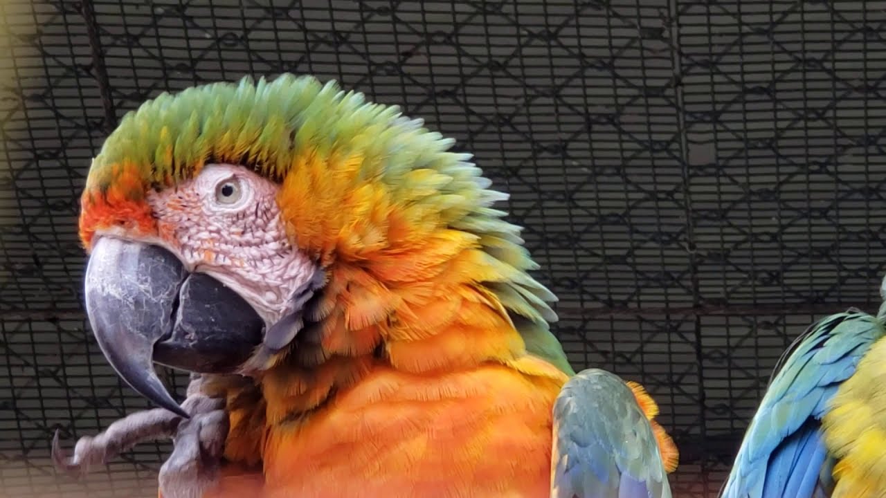 Macaws at the Hilo zoo - YouTube