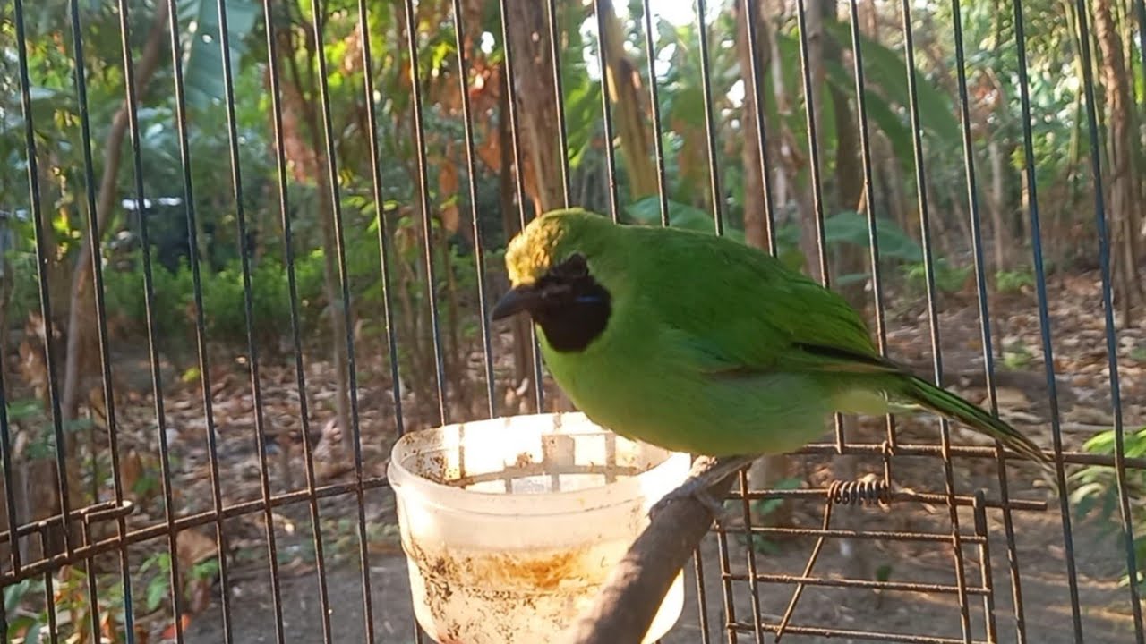 Kicau singkat ijo mini - YouTube