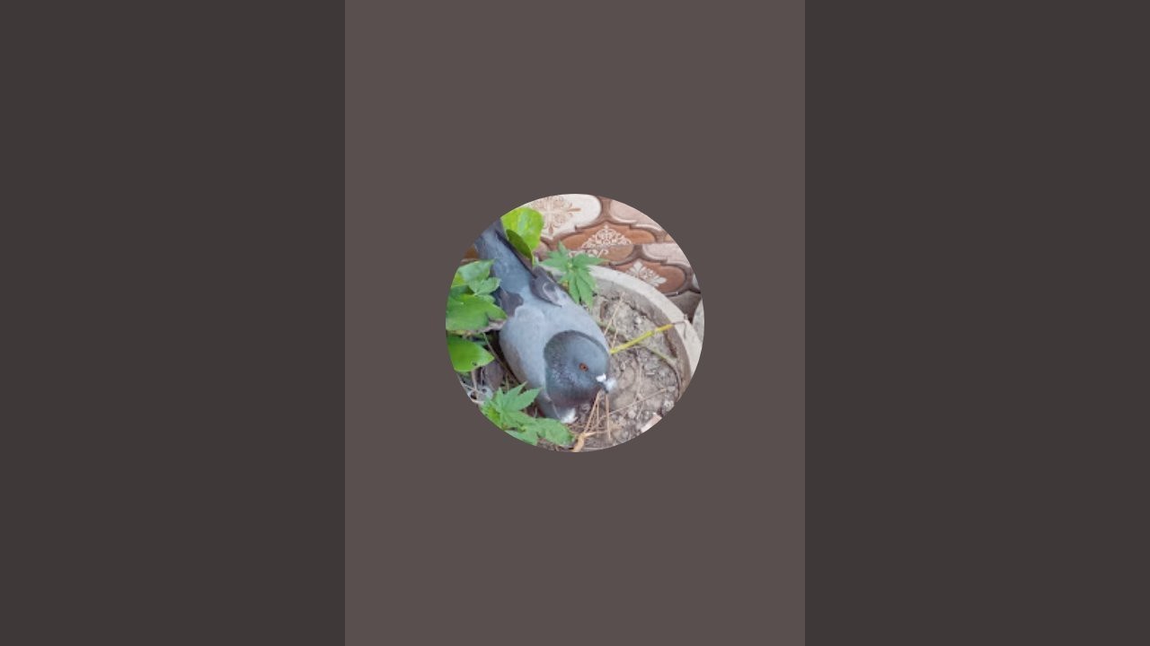 Second chick hatching live #pigeon #bird #hatching #birth - YouTube