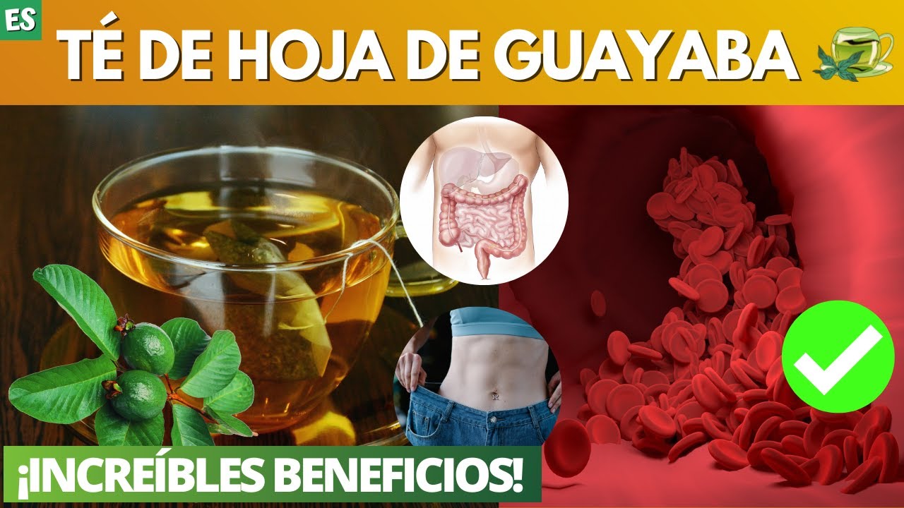 ESTO PASA cuando tomas TÉ DE HOJAS De GUAYABA ¡11 BENEFICIOS para la ...